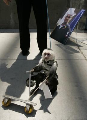 Protesters employ monkey to decry Reid’s Iraq stance | News