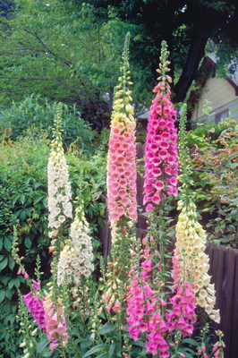 Botany of the Confederacy | Home and Garden | Life