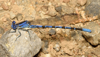 Official insect measure signed | Nevada | News | Politics and Government