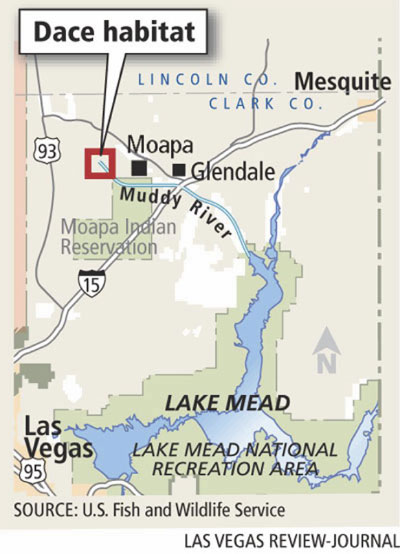 Moapa dace thrives despite recent wildfire | News