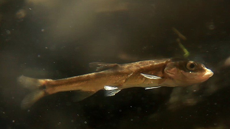 Surveying the endangered Moapa Dace | Las Vegas Review-Journal