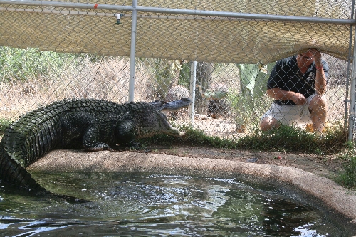 Malnourished alligator found in Arizona Strip grows to more than 400 ...