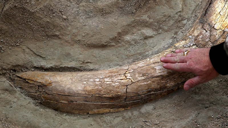 16,000 year old mammoth tusk found in Tule Springs | News