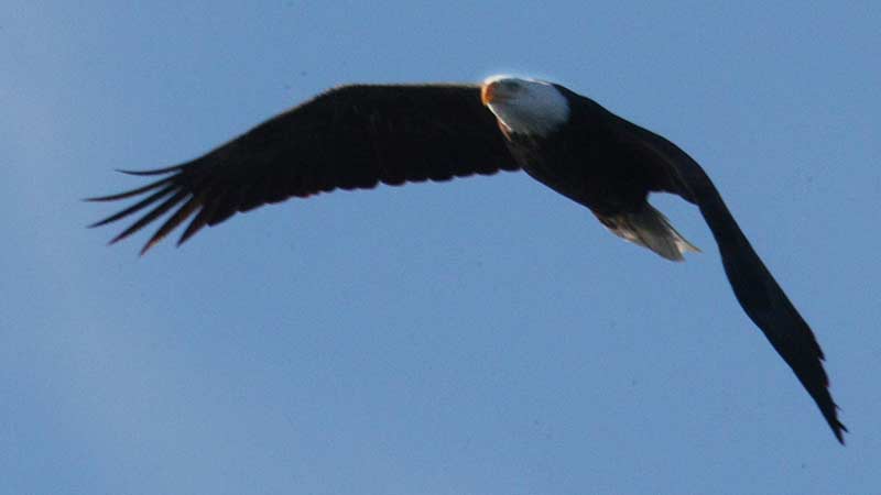 Annual Bald Eagle count at Lake Mead National Recreation Area | Life Annual Bald Eagle count at Lake Mead National Recreation Area | Life