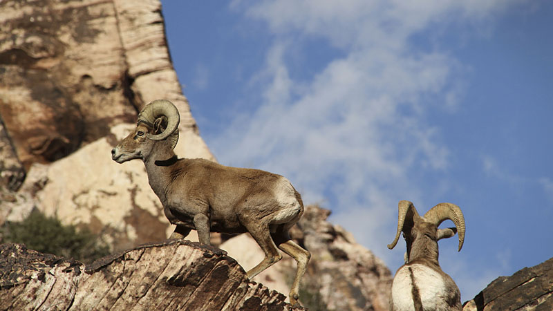 Nevada’s state animal: Desert bighorn sheep | Las Vegas Review-Journal