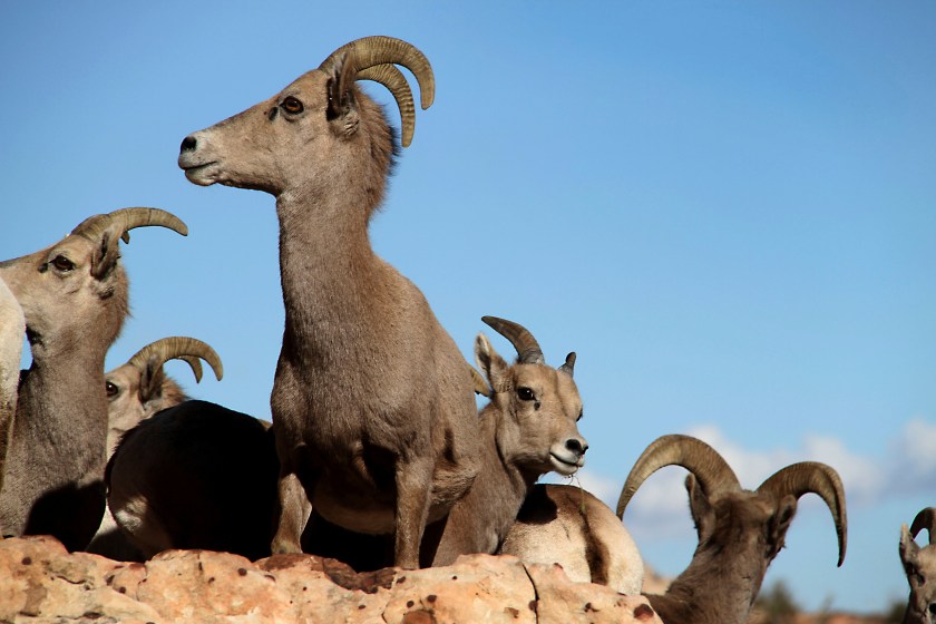 Nevada’s state animal: Desert bighorn sheep | Las Vegas Review-Journal