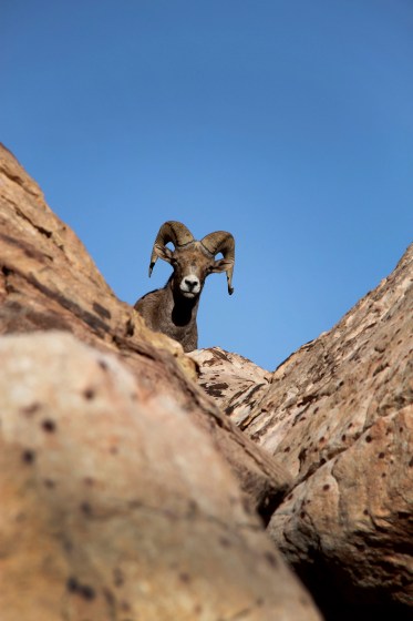 Nevada’s state animal: Desert bighorn sheep | Las Vegas Review-Journal