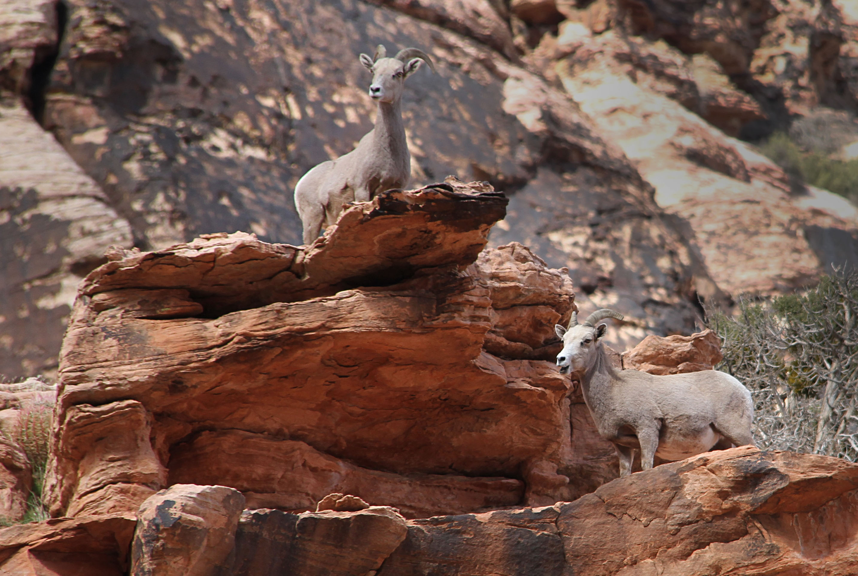 Nevada’s state animal: Desert bighorn sheep | News