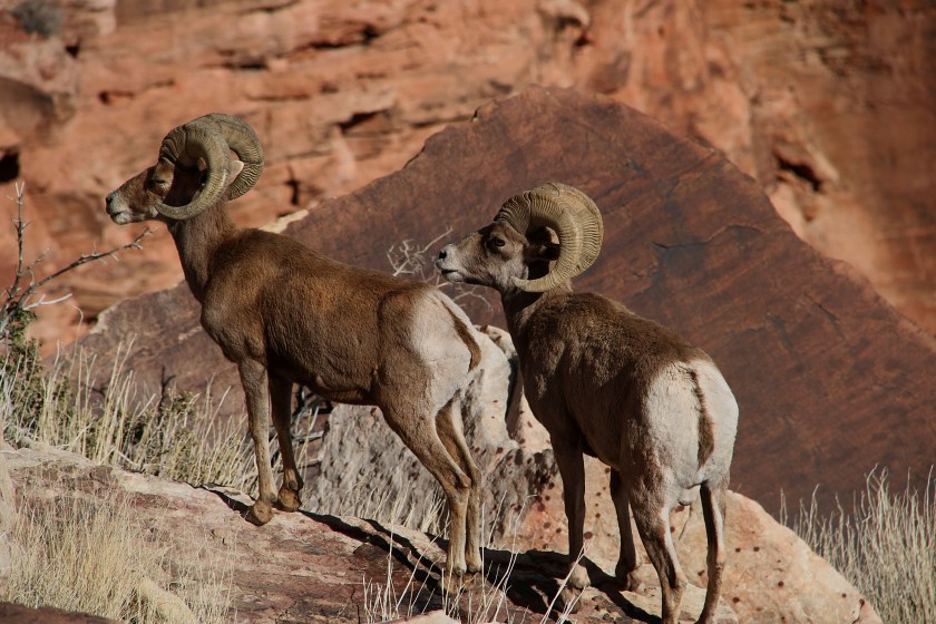 Nevada’s state animal: Desert bighorn sheep | Las Vegas Review-Journal