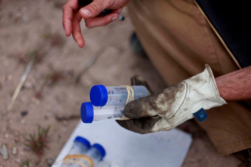 Yucca moth, Joshua tree coevolution fascinates researchers | Las Vegas ...