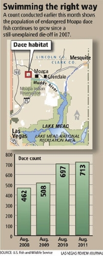 Endangered fish Moapa dace making gains | News
