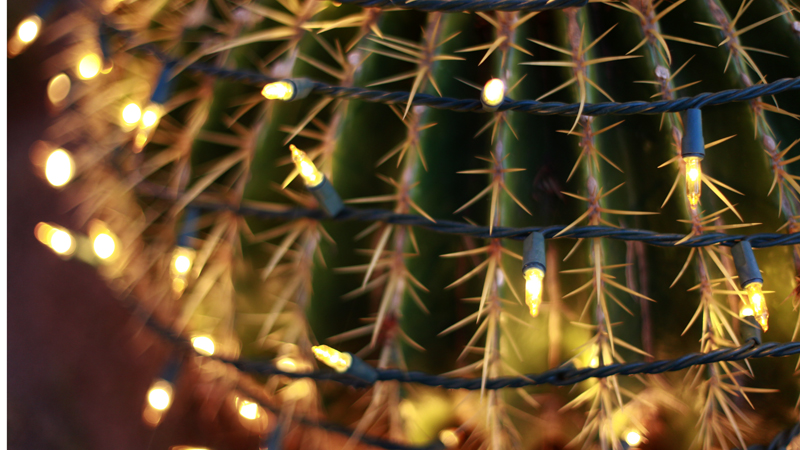 Ethel M Chocolates Holiday Cactus Lighting | Life