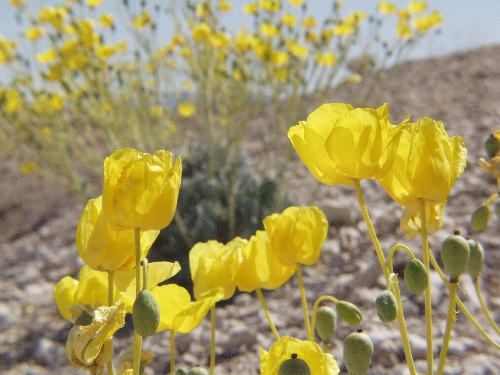 Clark County hills are alive with rare bearpaw poppy blooms | Las Vegas ...