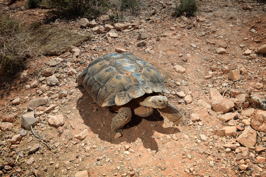 Desert Tortoises at Desert Tortoise Conservation Center | Las Vegas ...
