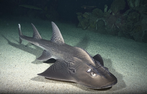 Sharks on the hunt at Mandalay Bay aquarium exhibit | Entertainment