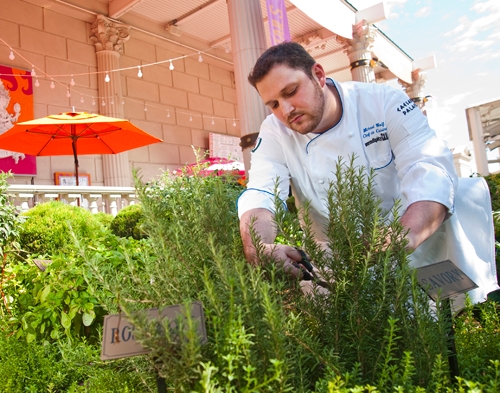 Local chefs using on-site herb gardens to flavor dishes | Food ...