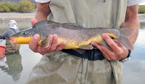 Without hatcheries, Colorado River razorback sucker might disappear ...