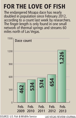 Population of endangered Moapa dace jumps to 1,226 | Las Vegas Review ...