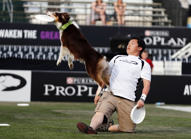 PHOTO: Incredible canine competition | Las Vegas Review-Journal