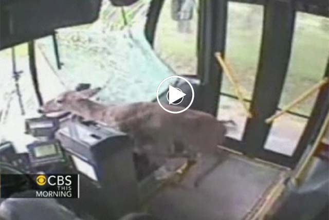 Deer smashes Pennsylvania bus windshield, takes short ride | News