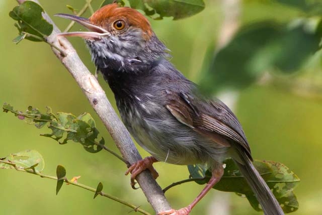 New bird species discovered in Cambodian capital | Nation and World | News