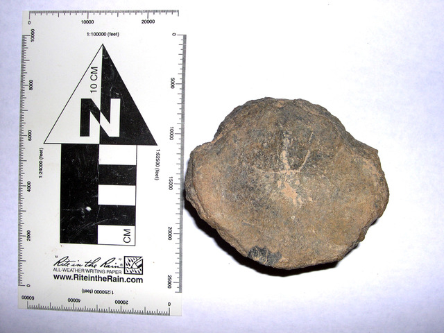 Fossil found in Red Rock Canyon might be oldest ever found in Nevada ...