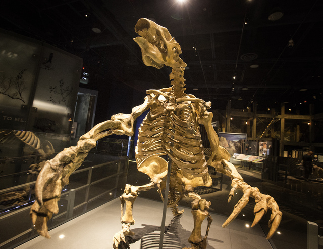 Museum offers chance to name ice age sloth | Uncategorized