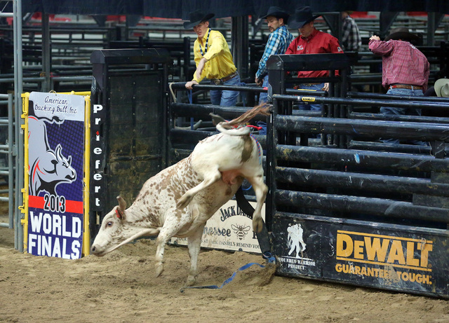 Bang for the buck: Rodeo bulls sell to new breed of owners | Las Vegas ...