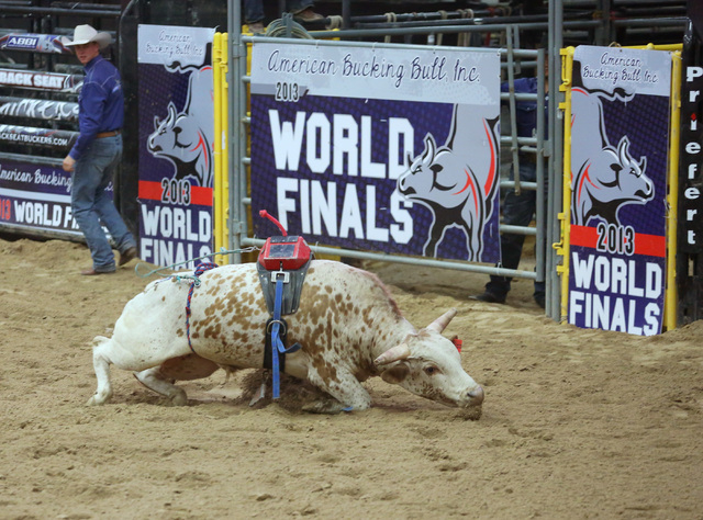 Biggest Bucking Bull In The World