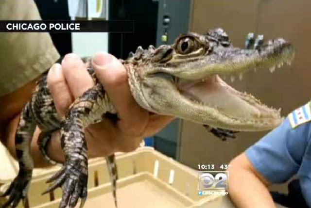 Alligator rode train with woman before discovery at airport | News