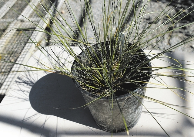 Indian ricegrass Nevada’s state grass since 1977 | Uncategorized