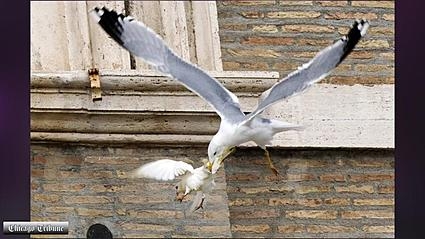 Dove attack prompts appeal to end Vatican peace gesture | News