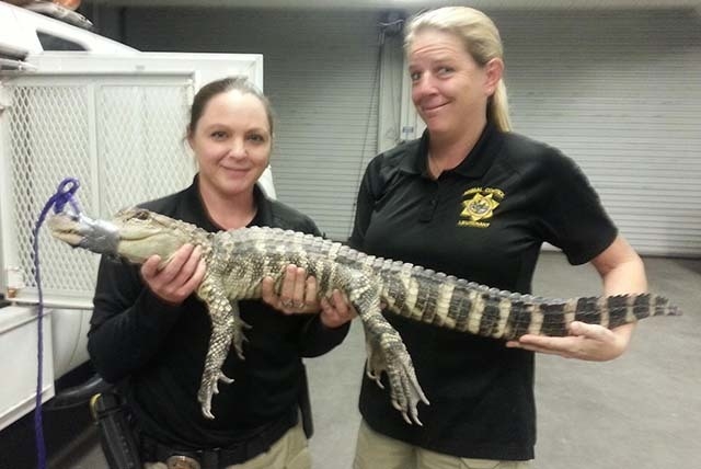 Police find 5-foot alligator during pot investigation | Las Vegas ...