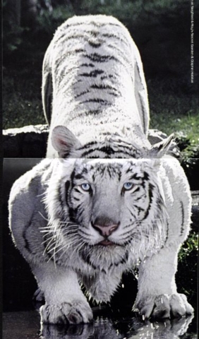 Mantecore — the tiger that injured Roy Horn — has died | Entertainment