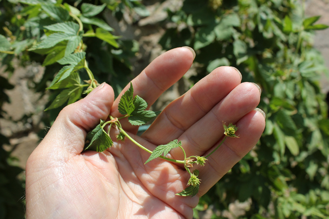 Cooperative extension orchard helps educate adults and kids in ...