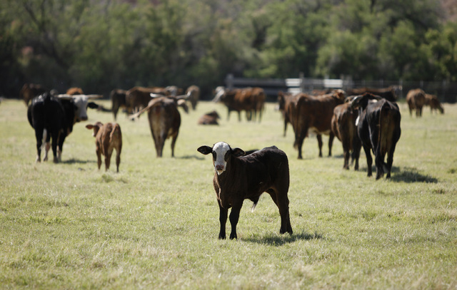 BLM confirms six Bundy cattle died in roundup | Las Vegas Review-Journal