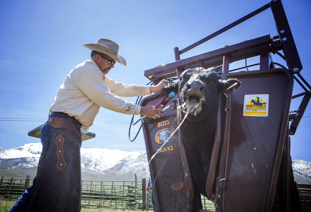 Nevada ranchers fight feds for survival in changing times | Bundy-BLM ...
