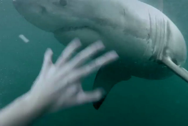 Conspiracy theorists cry foul over Sydney Harbour shark video ...