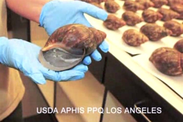 Dozens of giant 2-pound African snails seized at Los Angeles airport ...