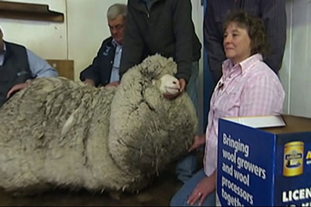 Shaggy Australian sheep produces 52 pounds of wool | Nation and World ...