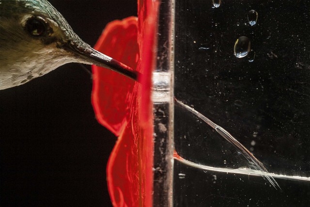 Hummingbirds filmed taking fast drink in Vegas | Local Las Vegas | Local