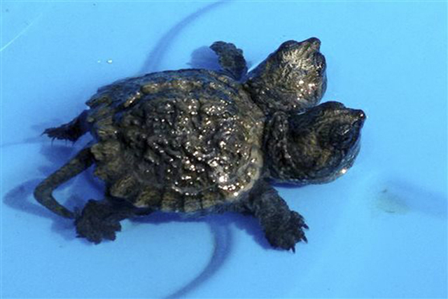 Woman finds baby 2-headed turtle, names it ‘Frank’ and ‘Stein’ | Las ...