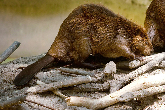 Persistent beaver bugging road crew, won’t quit building dam | Las ...