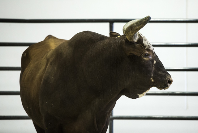 Veteran bull Bushwacker retiring after PBR World Finals | Las Vegas ...