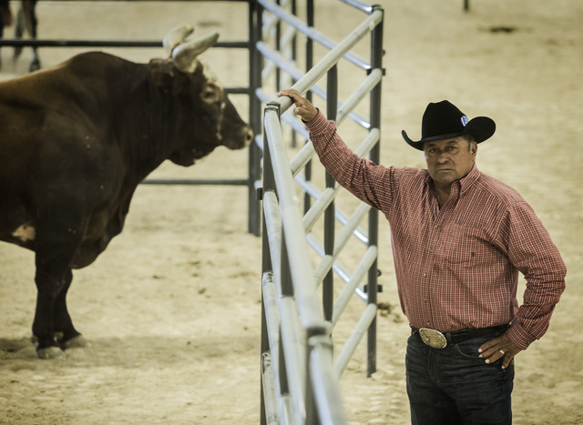 Veteran bull Bushwacker retiring after PBR World Finals | Las Vegas ...