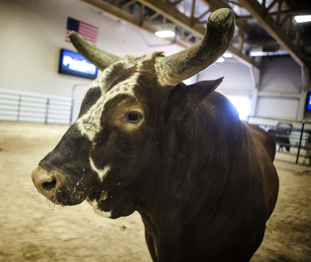 Veteran bull Bushwacker retiring after PBR World Finals | Las Vegas ...