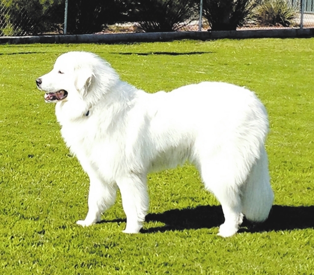 Reader-submitted photos and adoptable pets, Oct. 2-8, 2014 | Downtown ...