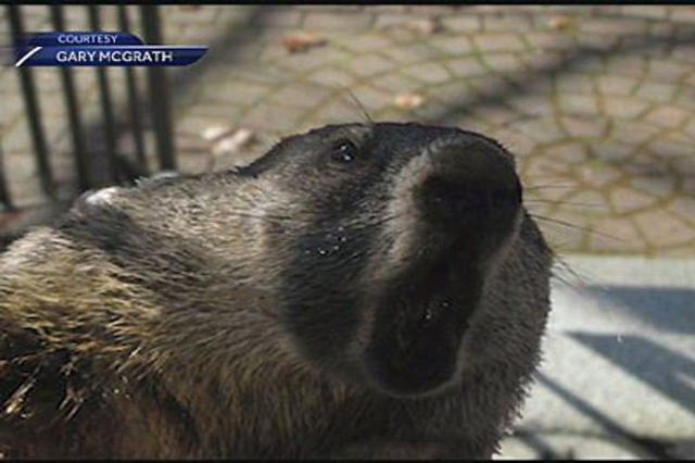 Aggressive groundhog attacks New Hampshire man | Uncategorized
