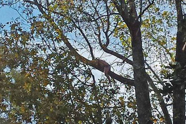 Kid rescued after climbing 50 feet up tree | Uncategorized