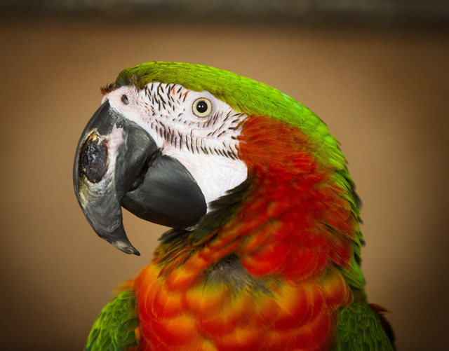 Parrot rescue works to educate public about long-lived, intelligent ...